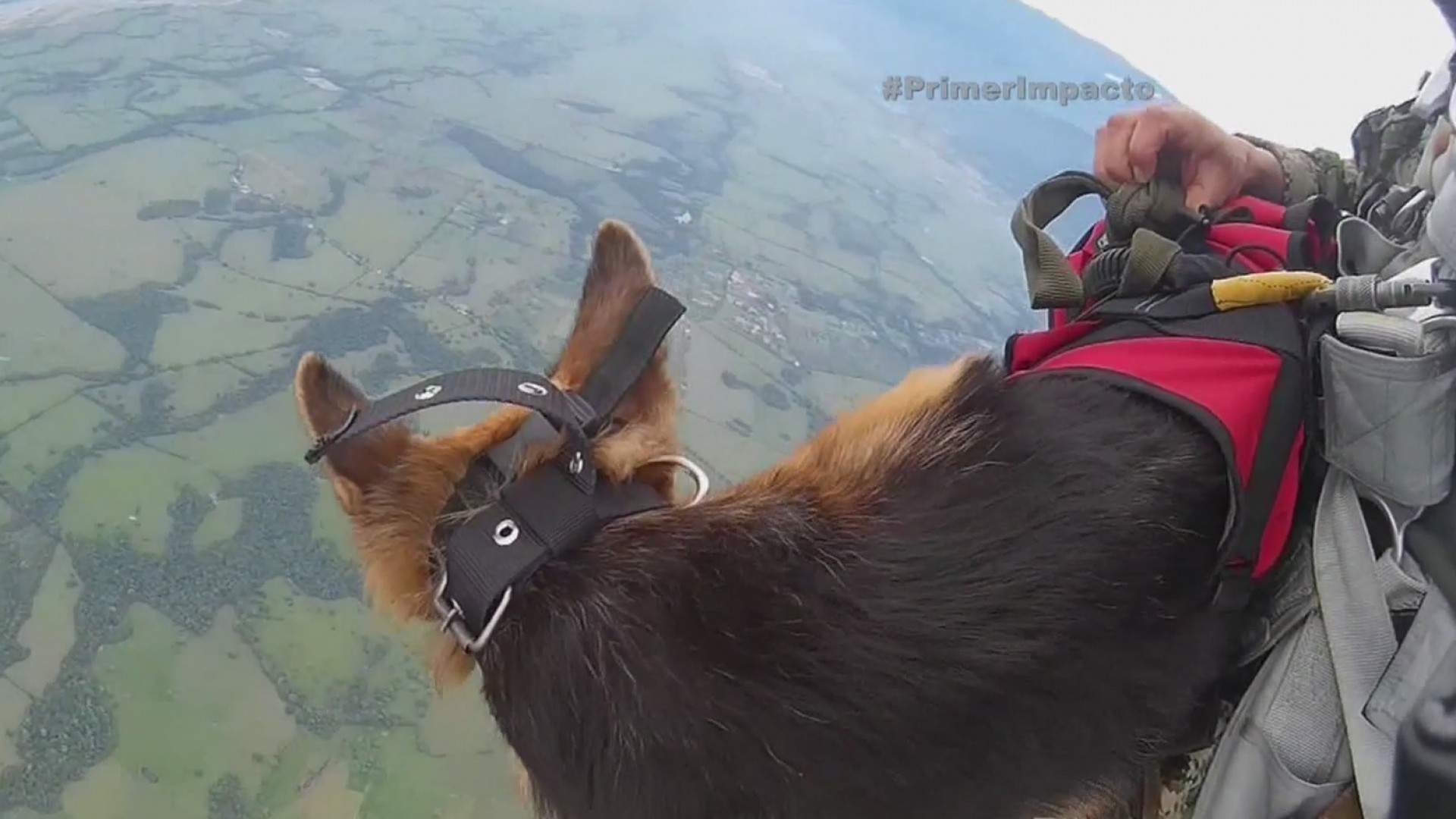Perros paracaidistas son un ejemplo de dedicación y valentía en ...