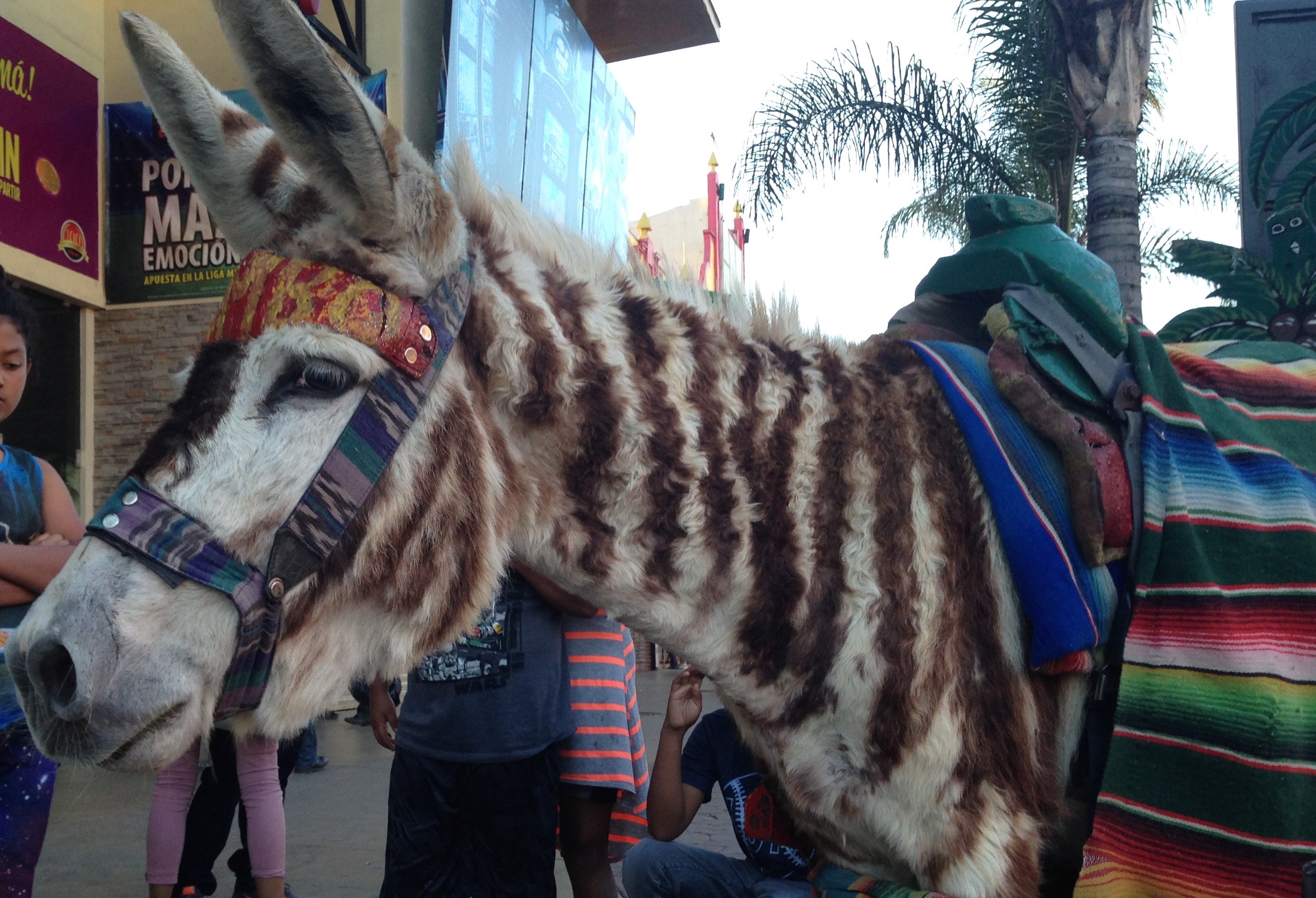 La leyenda del burro-cebra de Tijuana - Univision 34 Los Angeles ...