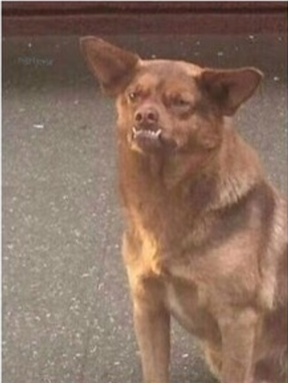 La historia completa del Perro Chilaquil, el meme que hace reír a todo ...