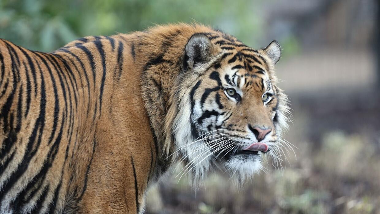 Estas son las imágenes del primer 'tigre pálido' fotografiado en ...