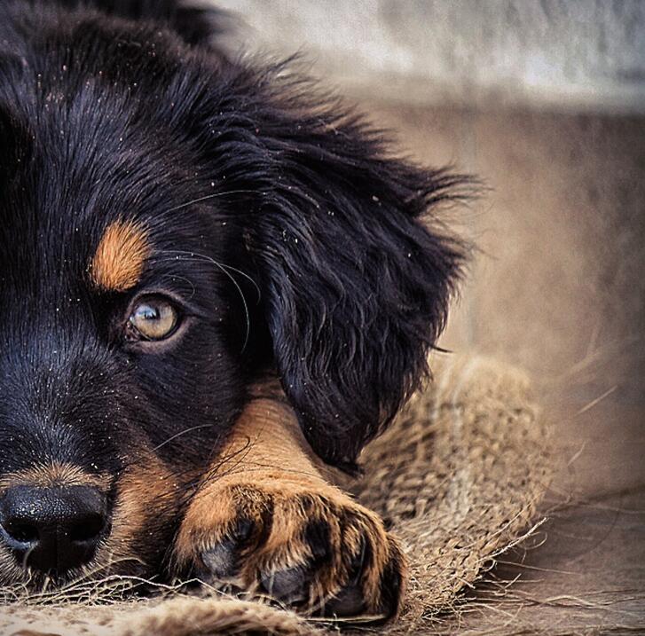 Las fotos que están logrando que cientos de perros callejeros de ...